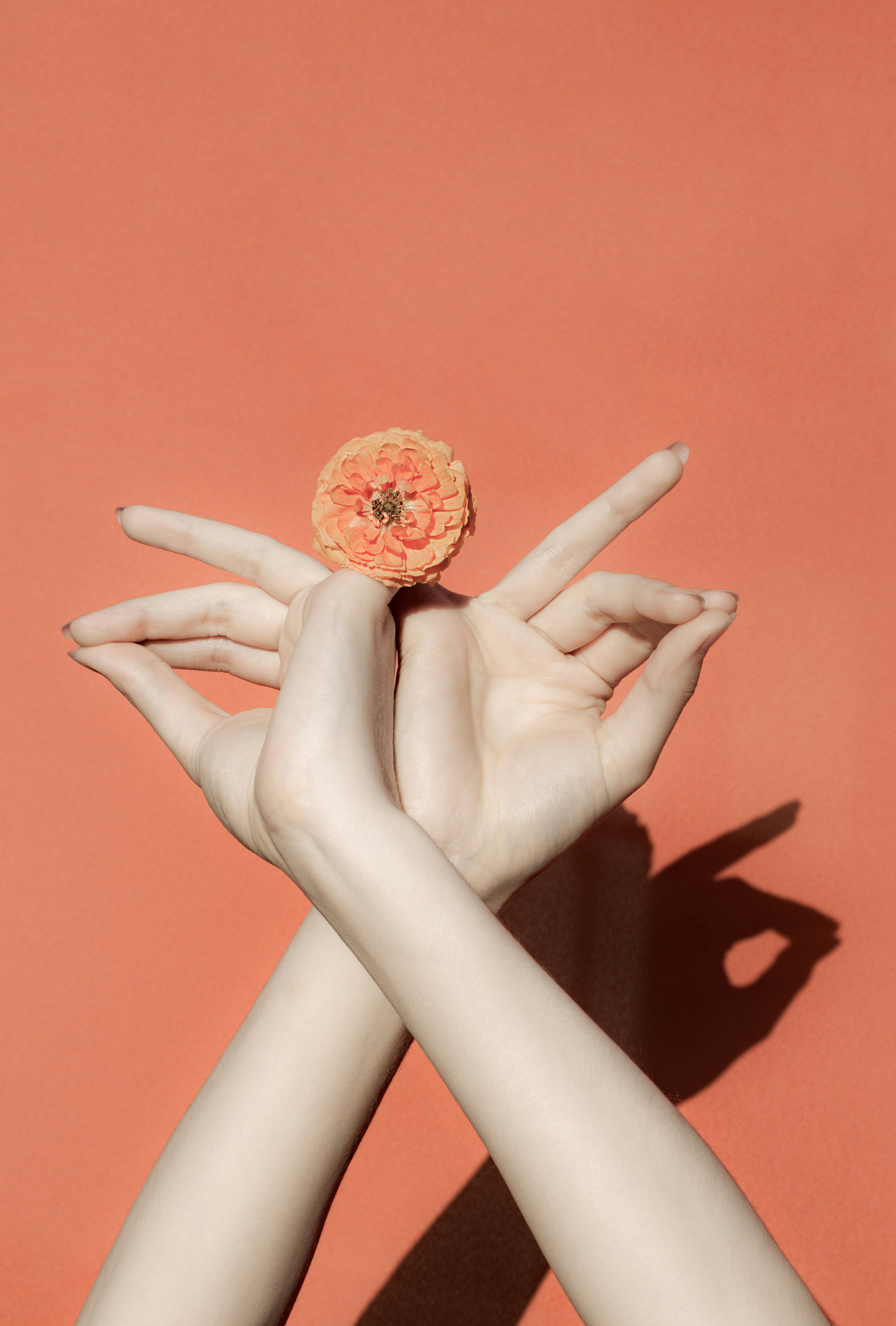 Kvet Mudry – Aneta Holehesh